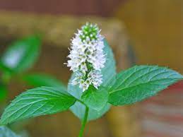 The Many Wonders of Mint: Benefits and Uses Through History – Nourished ...
